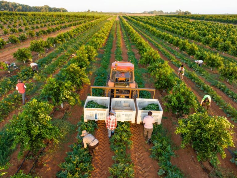 Harvest & Post Harvest - AgTech Finder